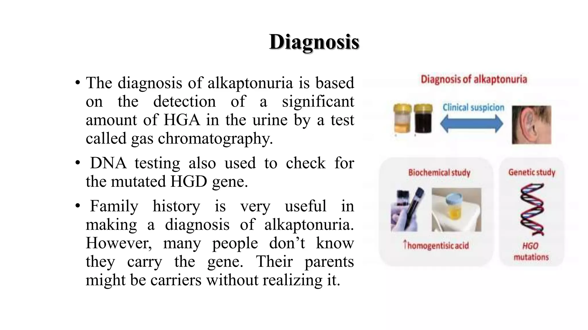 Maple Syrup Urine Disease, Phenylketonuria & Alkaptonuria | PPTX