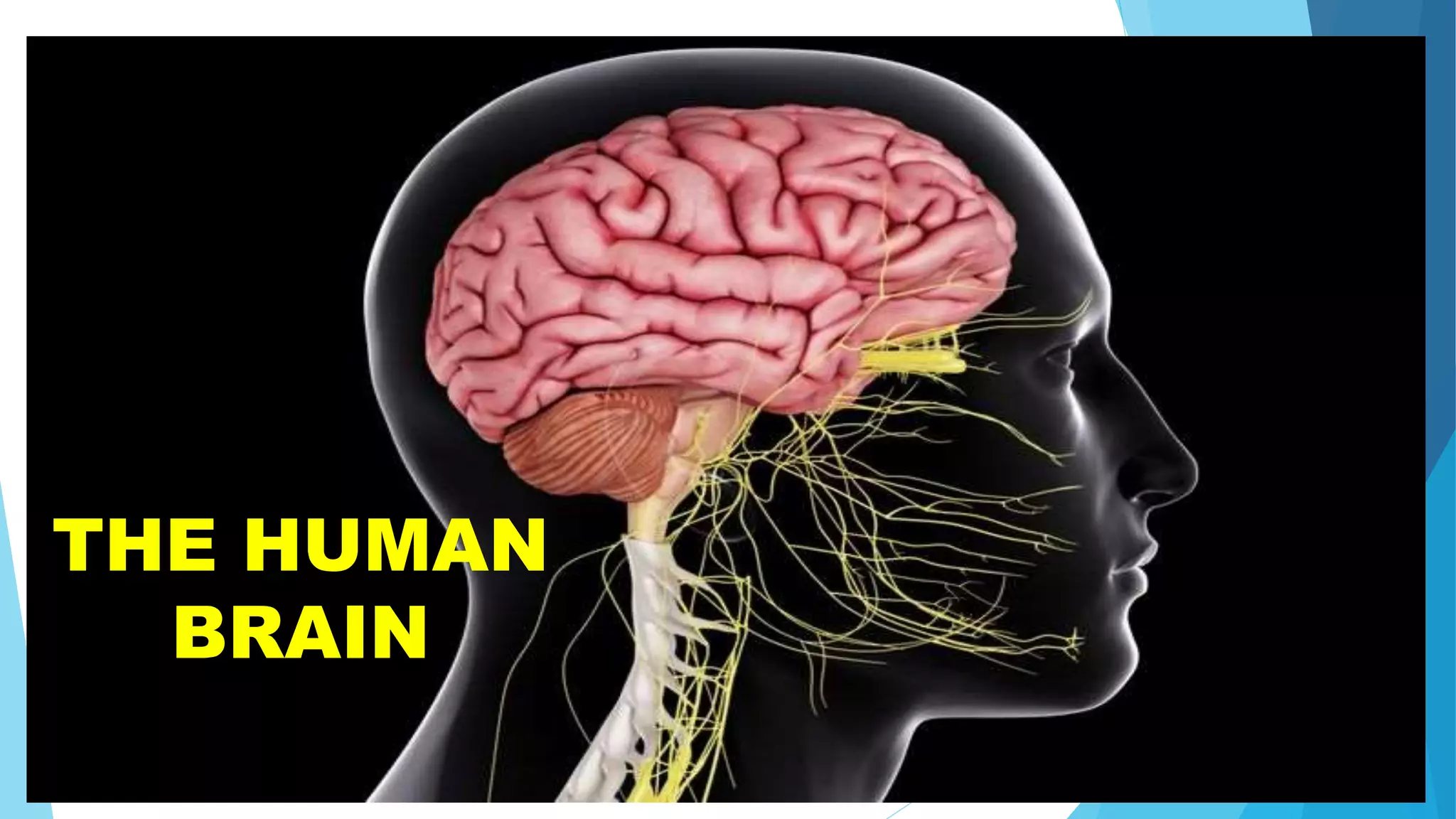 FINAL-PPT-HUMAN-BRAIN-1.pptx