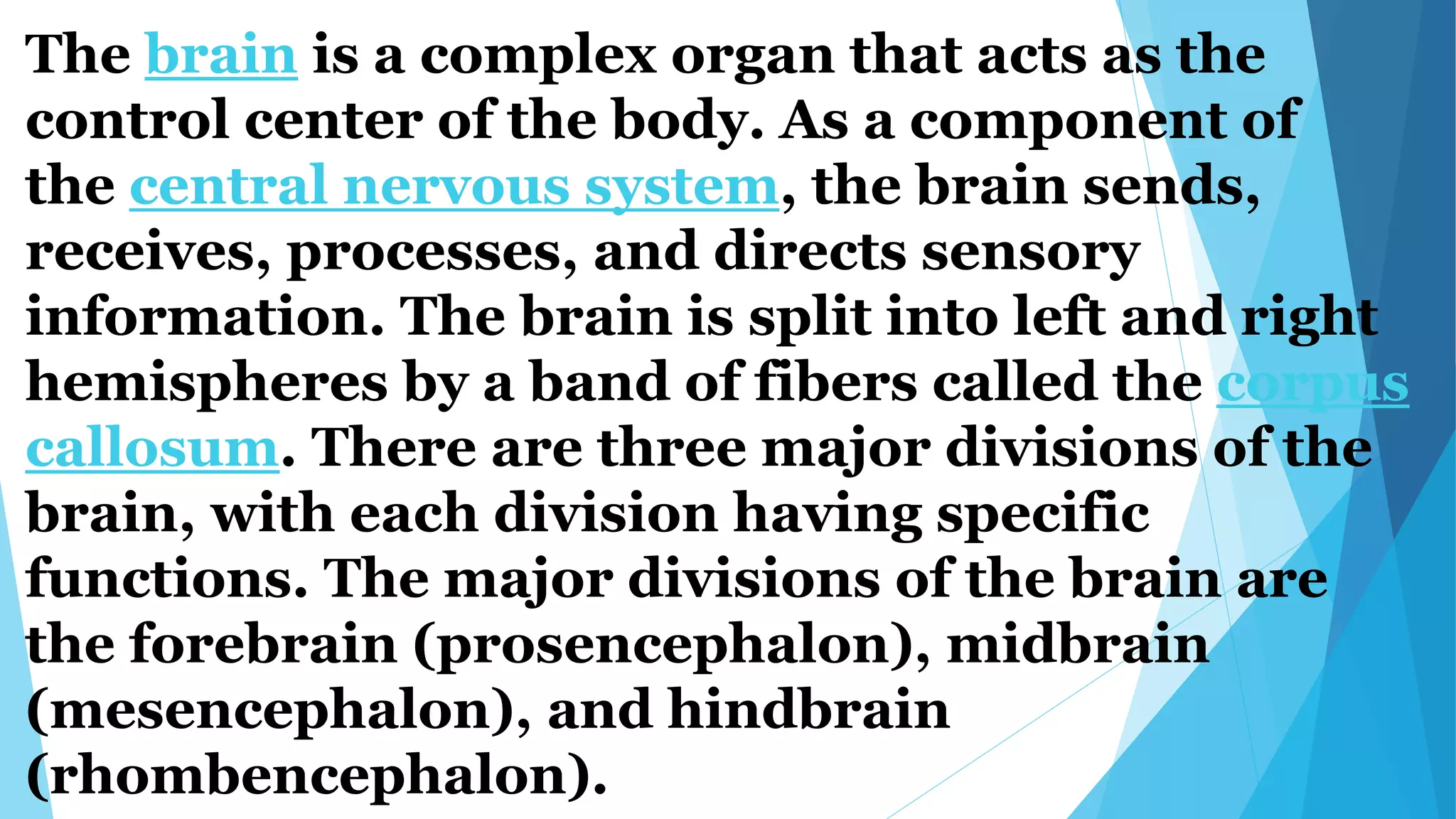 FINAL-PPT-HUMAN-BRAIN-1.pptx