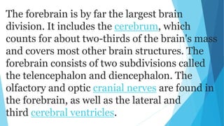 FINAL-PPT-HUMAN-BRAIN-1.pptx