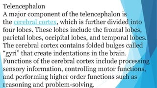 FINAL-PPT-HUMAN-BRAIN-1.pptx