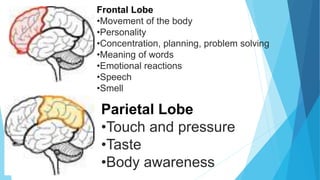 FINAL-PPT-HUMAN-BRAIN-1.pptx
