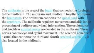 FINAL-PPT-HUMAN-BRAIN-1.pptx