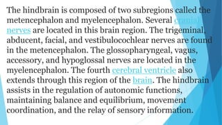 FINAL-PPT-HUMAN-BRAIN-1.pptx