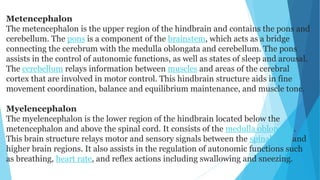 FINAL-PPT-HUMAN-BRAIN-1.pptx