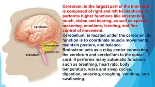 FINAL-PPT-HUMAN-BRAIN-1.pptx