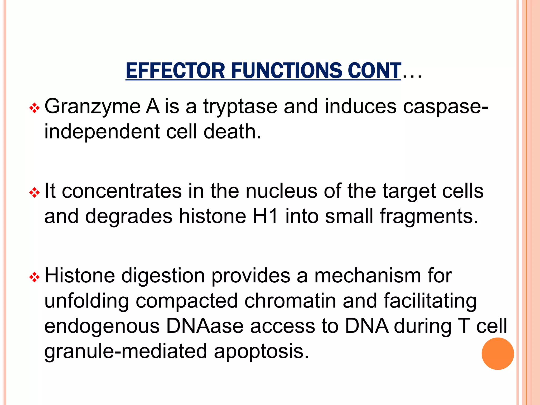 Final type-iv hypersensityvity | PPTX