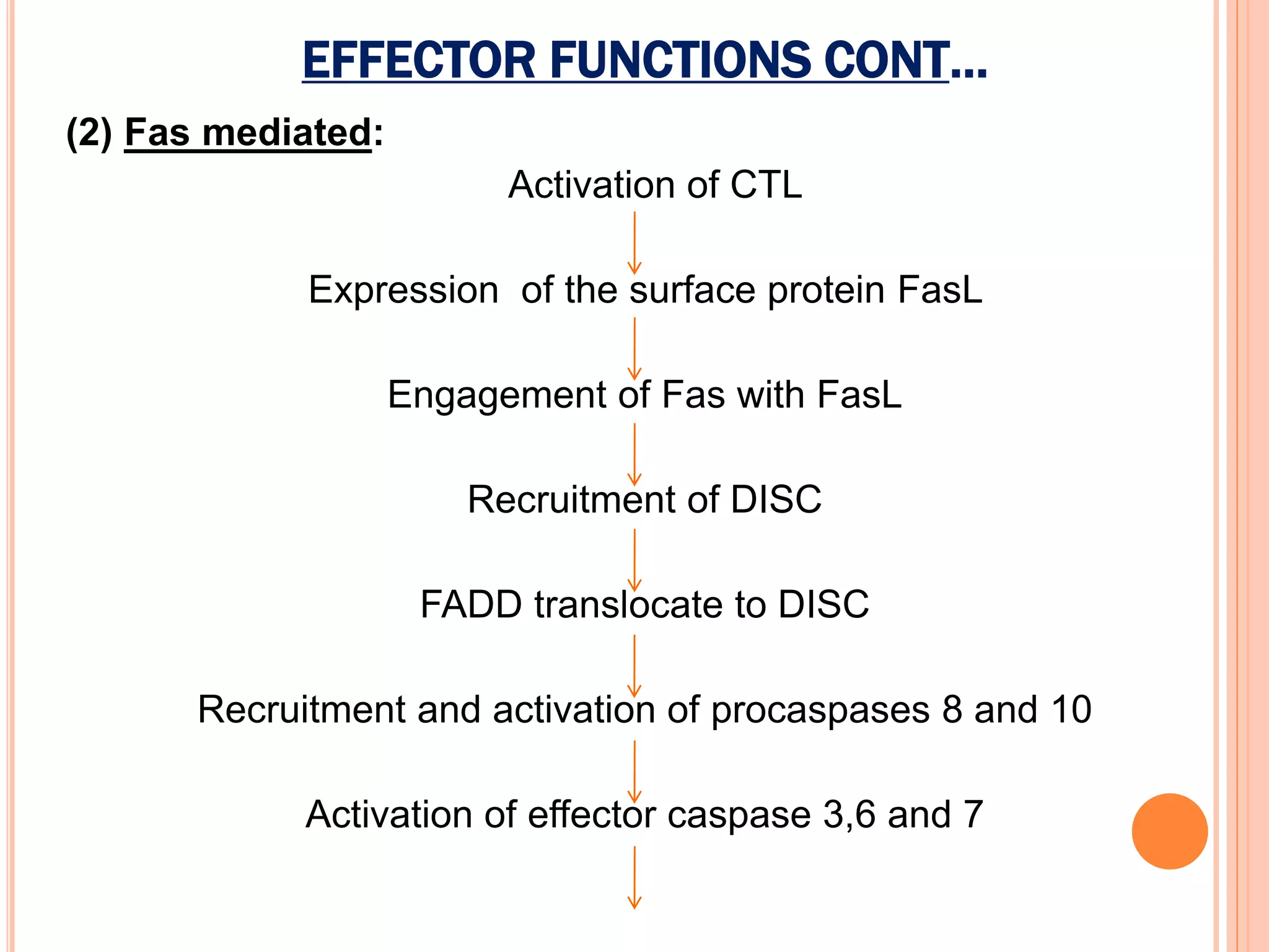 Final type-iv hypersensityvity | PPTX