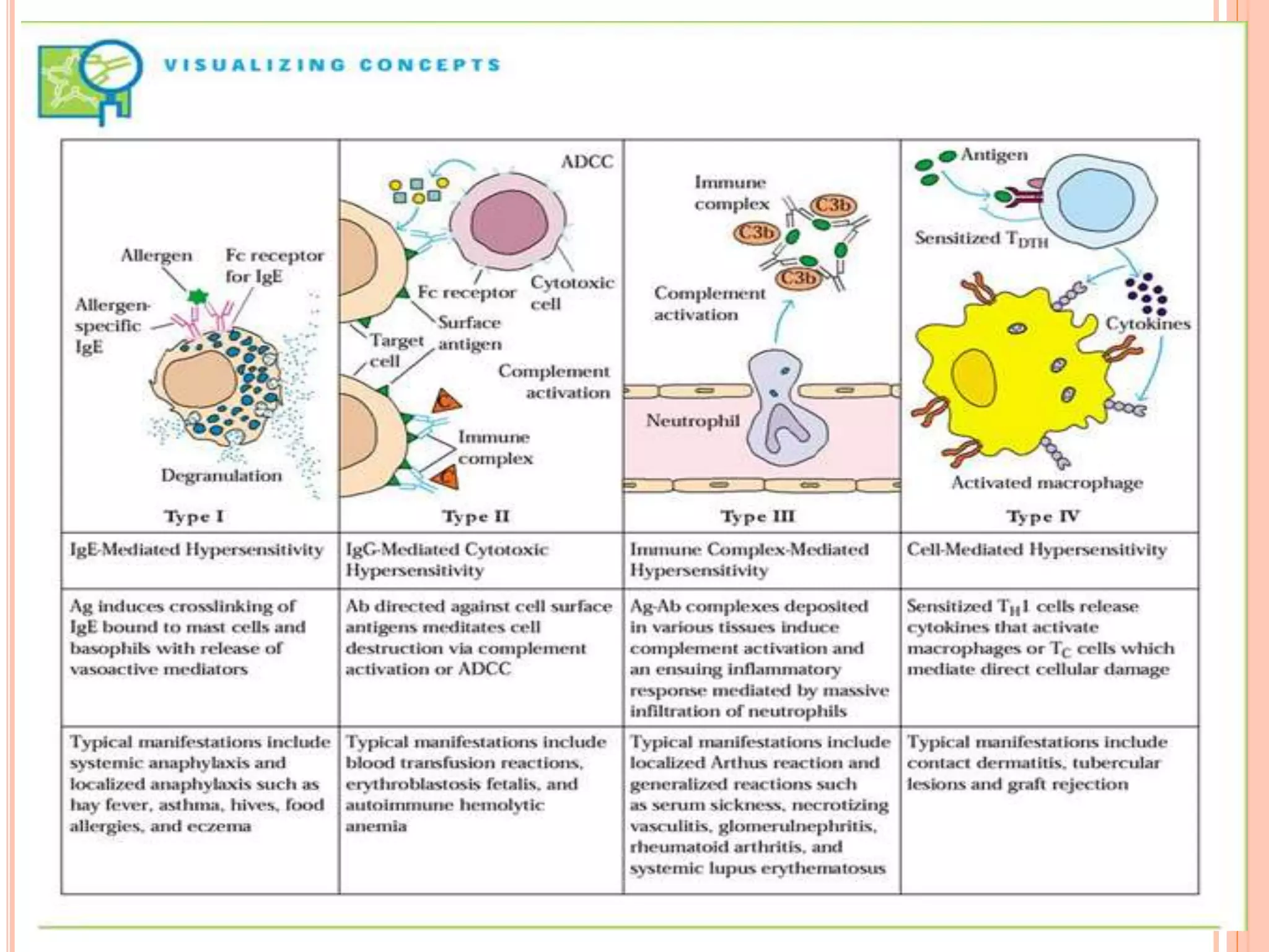 Final type-iv hypersensityvity | PPTX