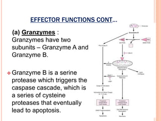 Final type-iv hypersensityvity | PPTX