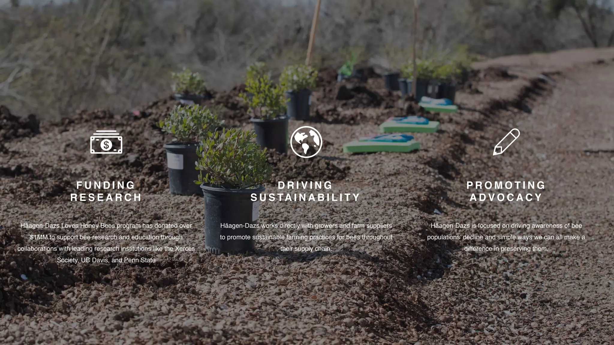 Orchid Bertelsen (Nestle): The Virtual Flight of the Honey Bee | PPT