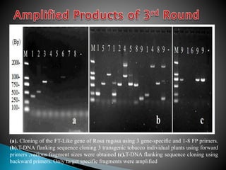 Nested PCR,Fusion primers, Integrated PCR | PPTX