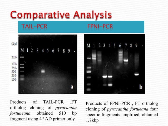 Nested PCR,Fusion primers, Integrated PCR | PPTX