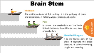 THE BRAIN FOR KIDS | PPTX