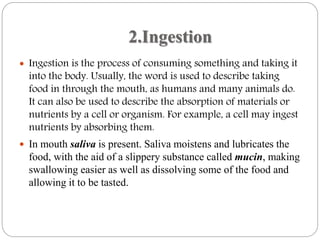 Digestive System | PPTX