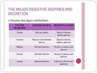 Major Digestive Enzymes Chart
