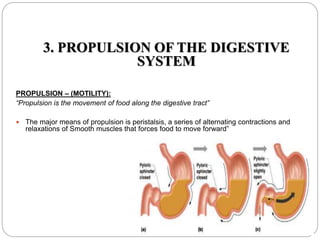 Digestive System | PPT