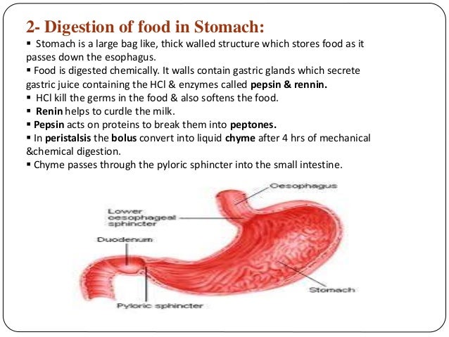 Digestive System