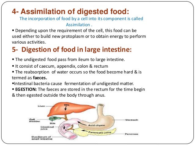 Digestive System