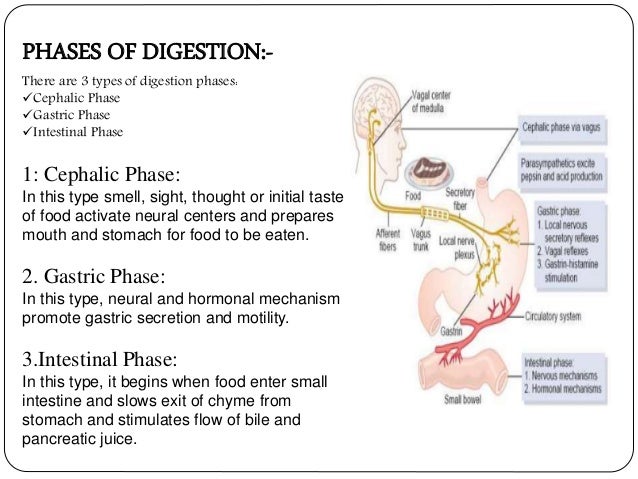 Digestive System