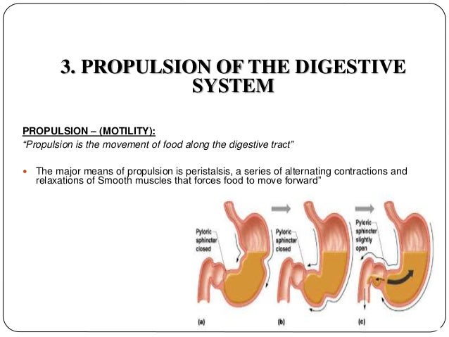 Digestive System
