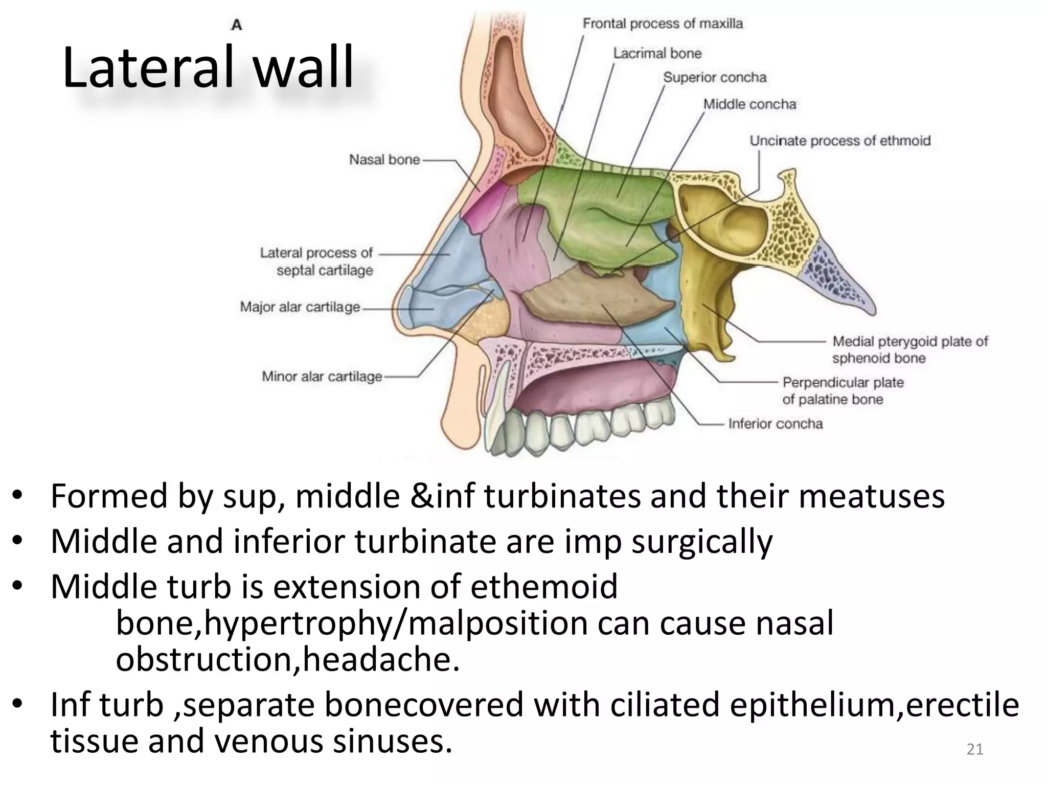 Surgical anatomy of nose | PPTX