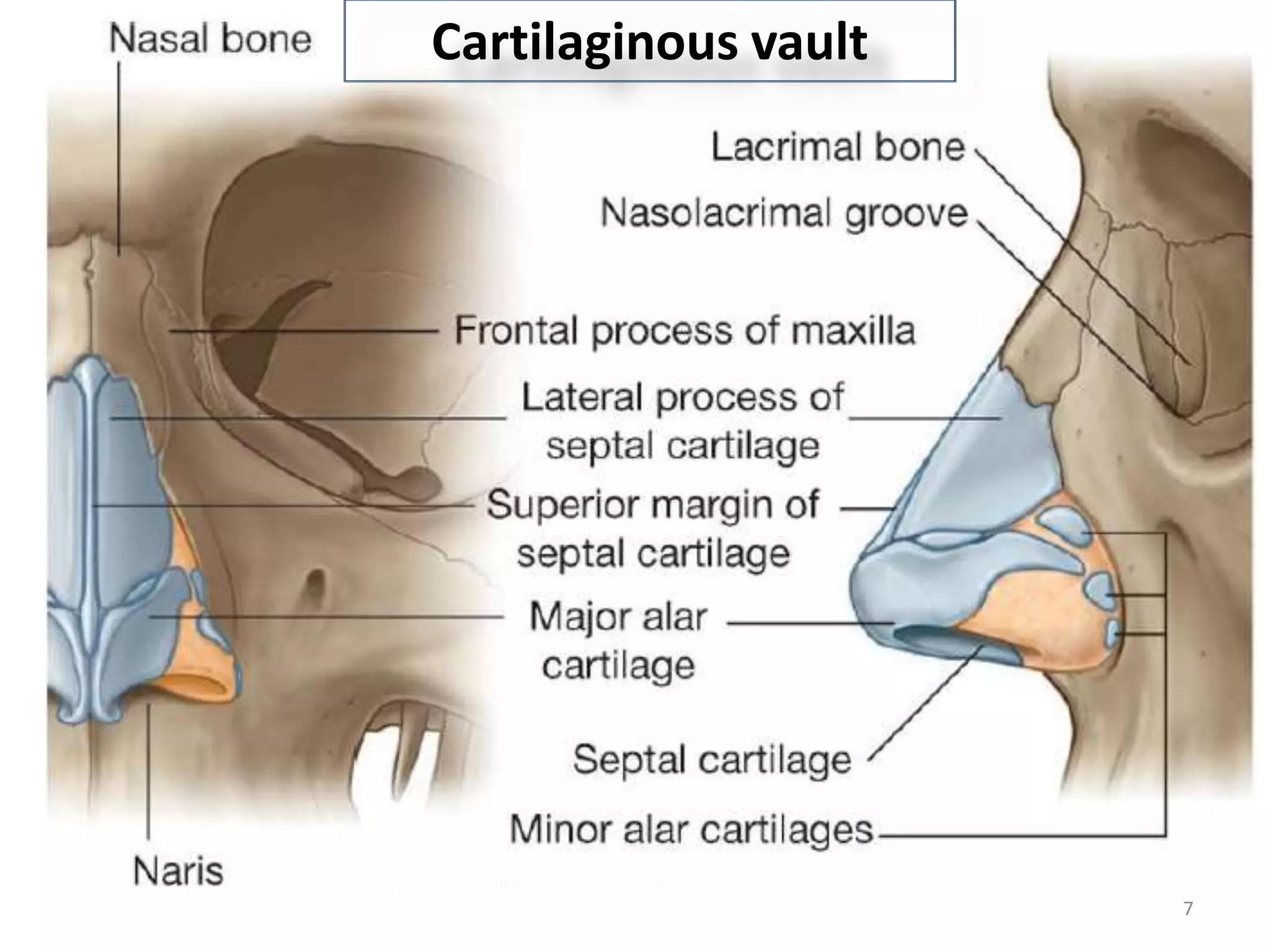 Surgical anatomy of nose | PPTX