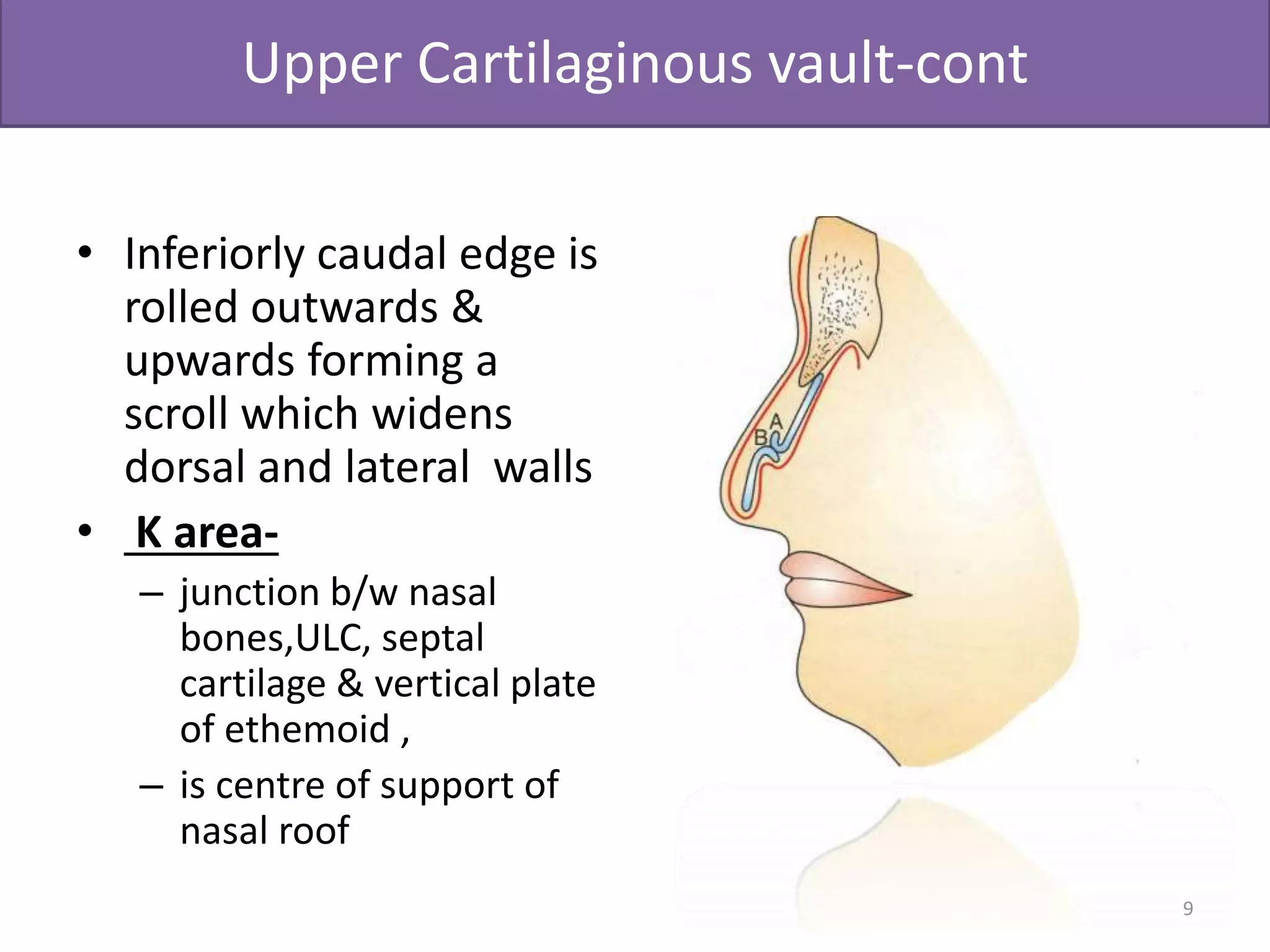 Surgical anatomy of nose | PPTX