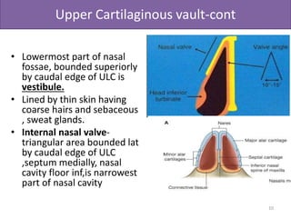 Surgical anatomy of nose | PPTX