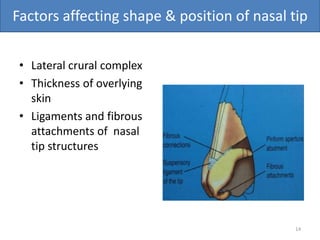 Surgical anatomy of nose | PPTX