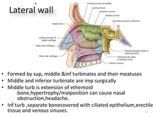 Surgical anatomy of nose | PPTX