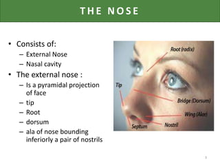 Surgical anatomy of nose | PPTX