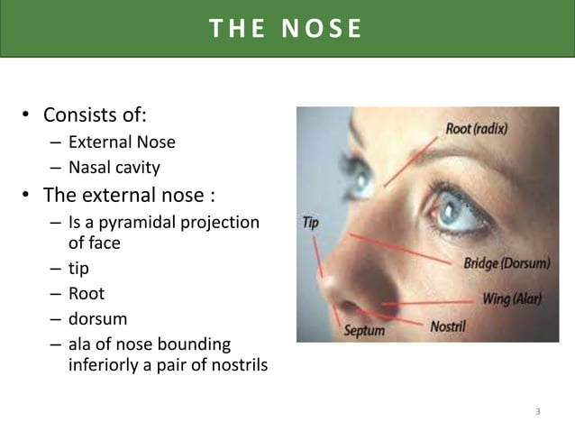 Surgical anatomy of nose | PPTX