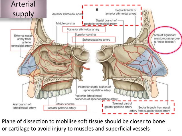 Nose Anatomy