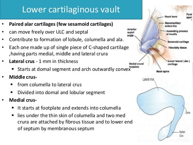 Surgical anatomy of nose