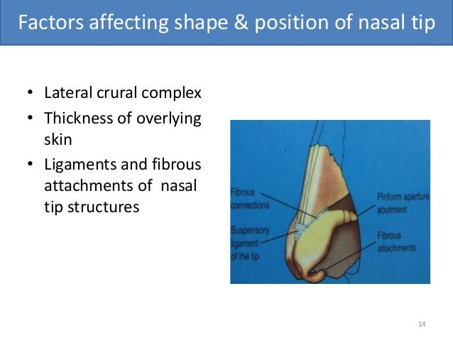 Surgical anatomy of nose