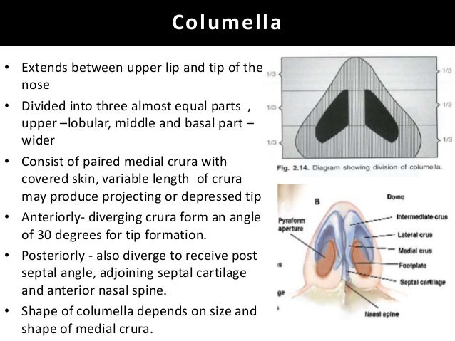 Surgical anatomy of nose