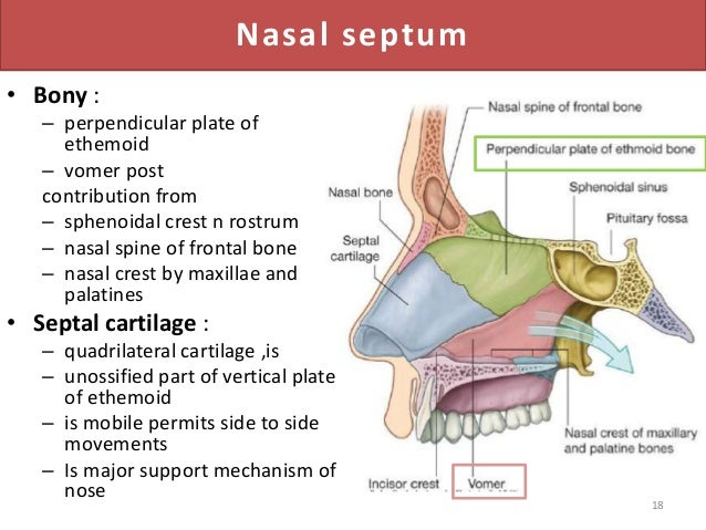 Surgical anatomy of nose