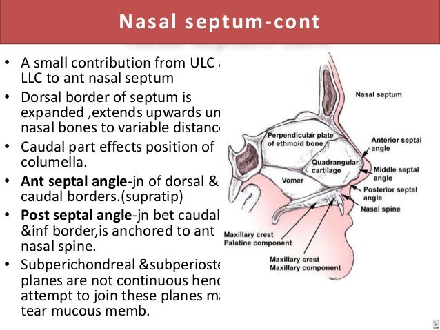Surgical anatomy of nose