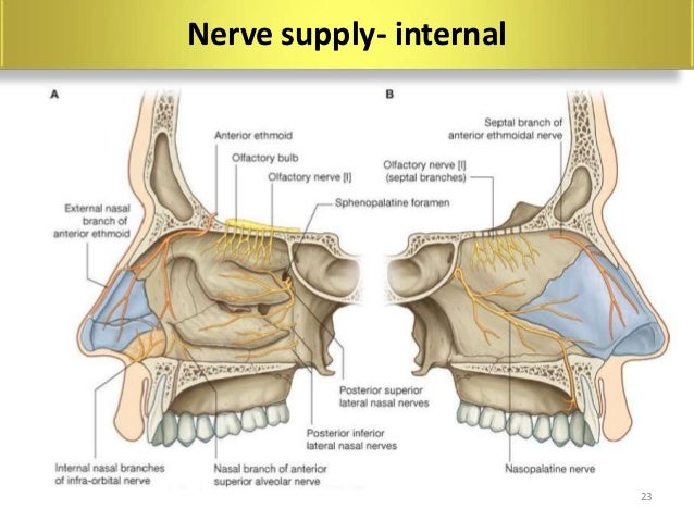Surgical anatomy of nose