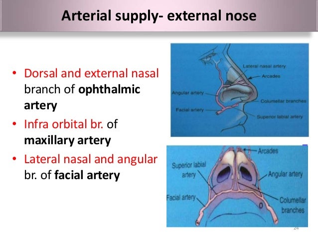 Surgical anatomy of nose