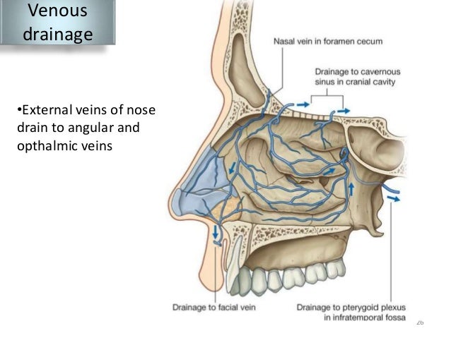 Surgical anatomy of nose