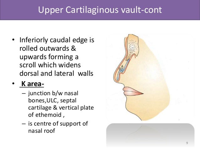 Surgical Anatomy Of Nose Surgical Anatomy Of Nose