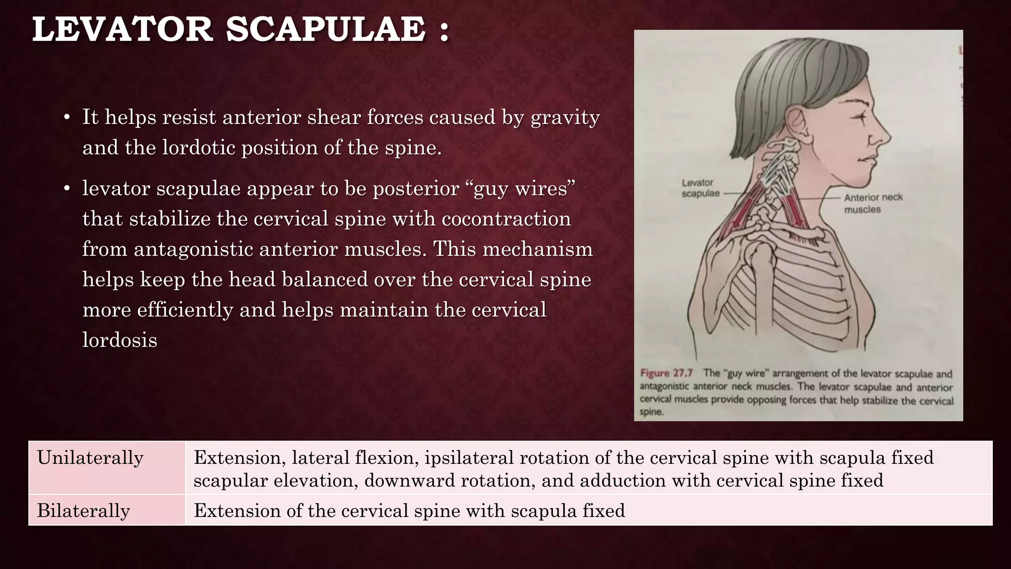 Applied Biomechanics of Cervical Spine | PPTX