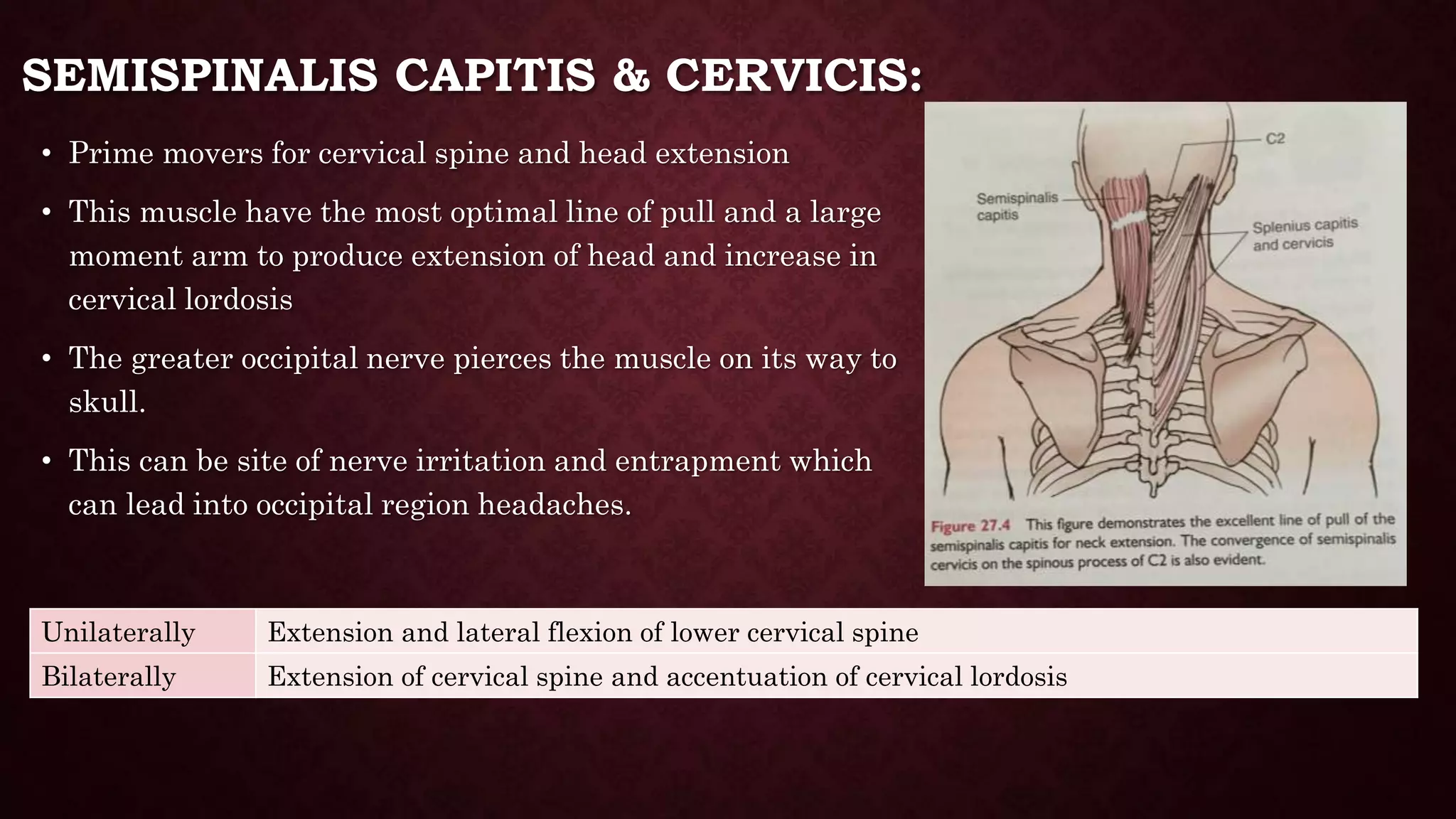 Applied Biomechanics of Cervical Spine | PPTX