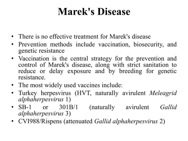 Final 1st Mareks Disease.pptx