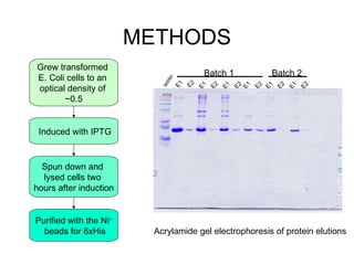 Rational Design of Phosphorylation Sites into the Erbin-PDZ Domain ...