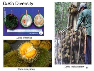 High-value differentiation of durian: Are we missing an opportunity? | PPTX