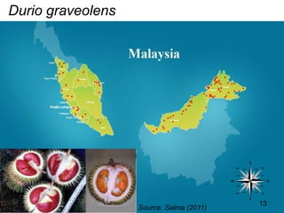 High-value differentiation of durian: Are we missing an opportunity? | PPTX