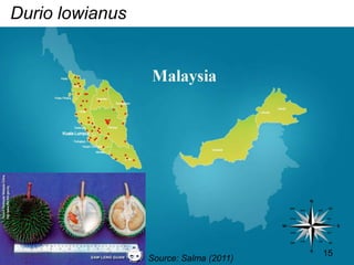 High-value differentiation of durian: Are we missing an opportunity? | PPTX